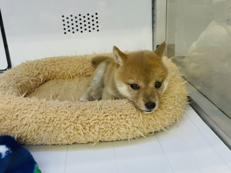 Living with Japanese Dog Breeds: Part 1 Shiba Inu - Ashley Paige Adventures