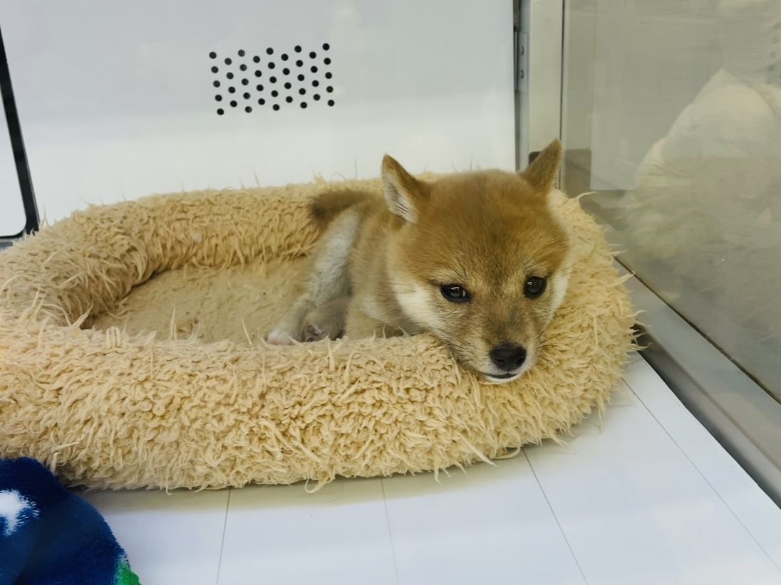 Living with Japanese Dog Breeds: Part 1 Shiba Inu - Ashley Paige Adventures